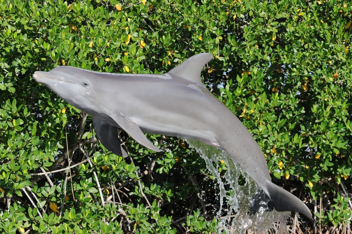 Luna (DPB) | Captive Cetaceans Wiki | Fandom