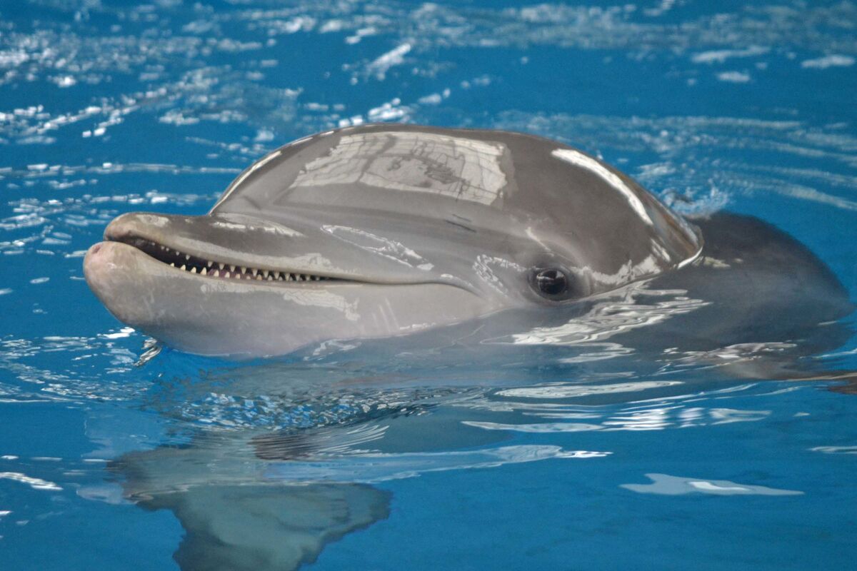 Magic Brz Captive Cetaceans Wiki Fandom
