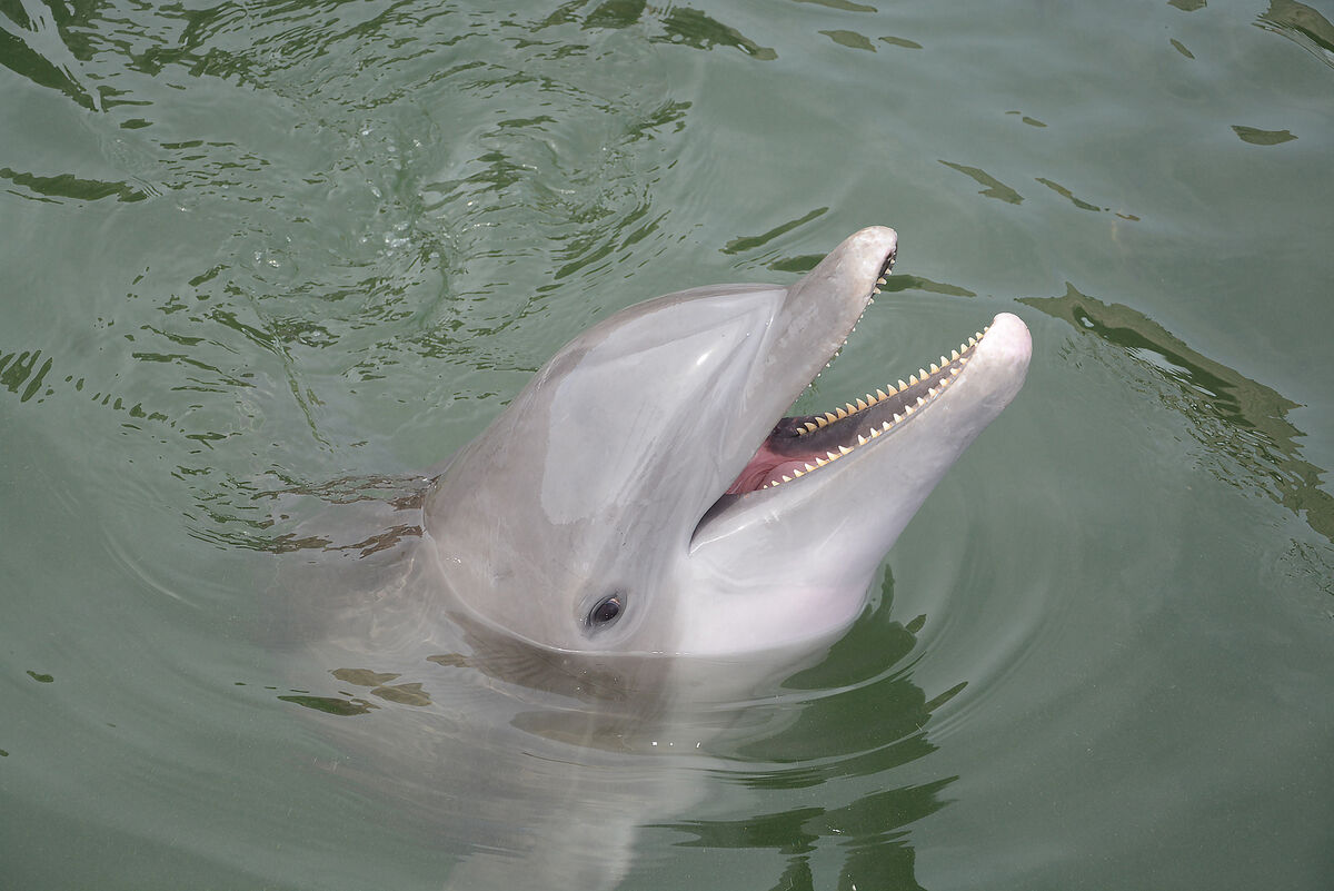 Reese Drc Captive Cetaceans Wiki Fandom