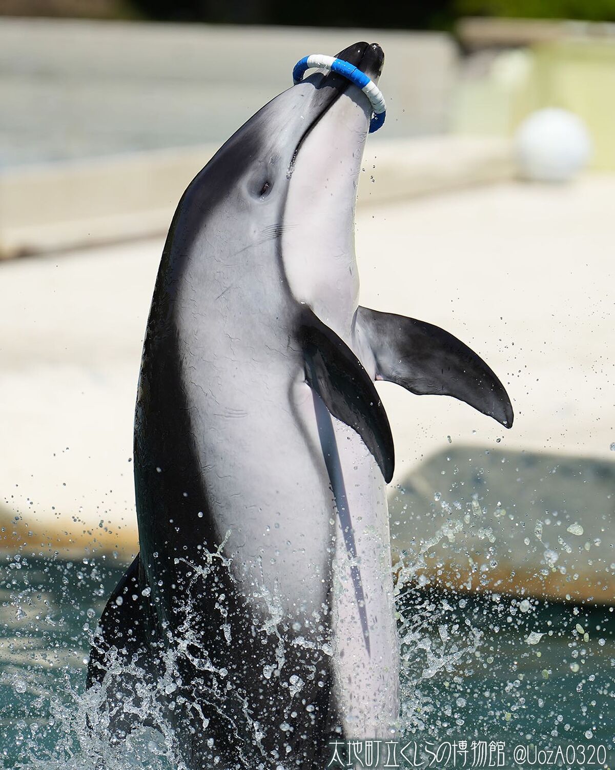Soyo Twm Captive Cetaceans Wiki Fandom