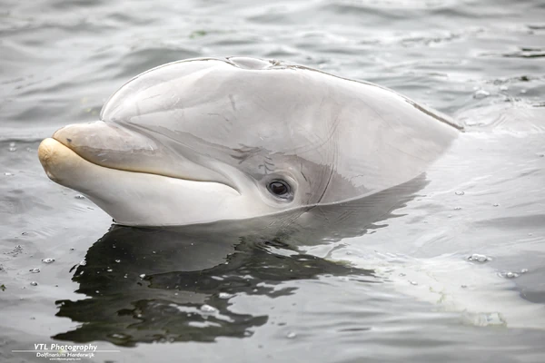 James (DH) | Captive Cetaceans Wiki | Fandom