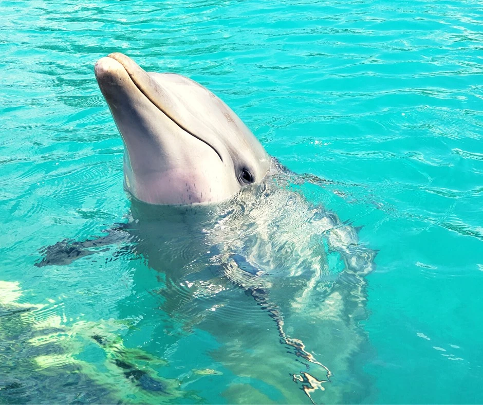 Luna (DCGC) | Captive Cetaceans Wiki | Fandom