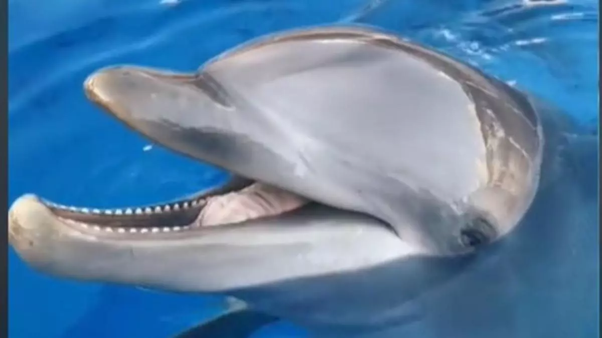 Aitami (MLM) | Captive Cetaceans Wiki | Fandom