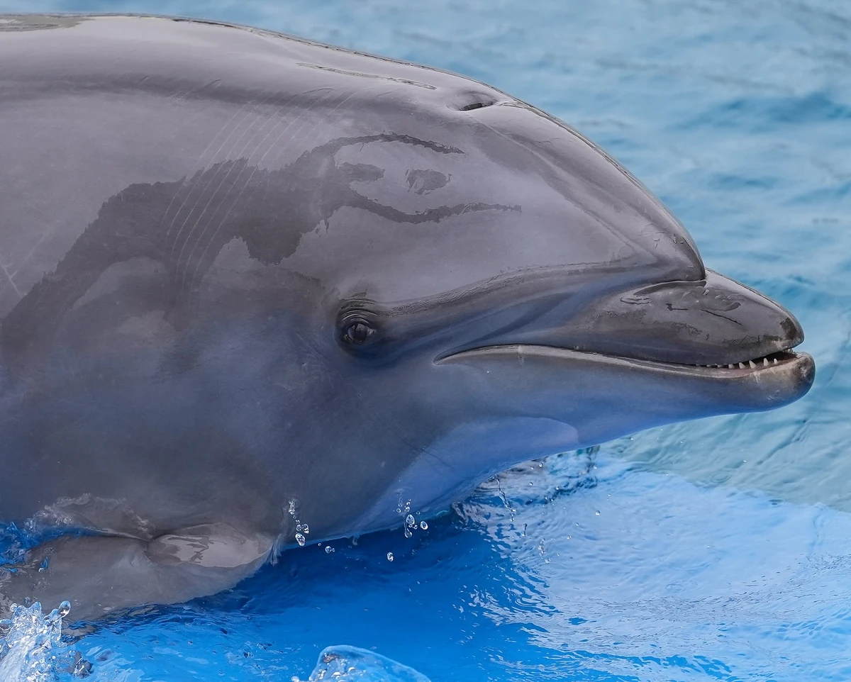 Kate (KSSW) | Captive Cetaceans Wiki | Fandom