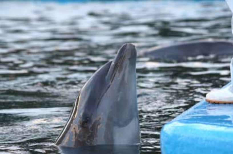 Luna Mp Captive Cetaceans Wiki Fandom