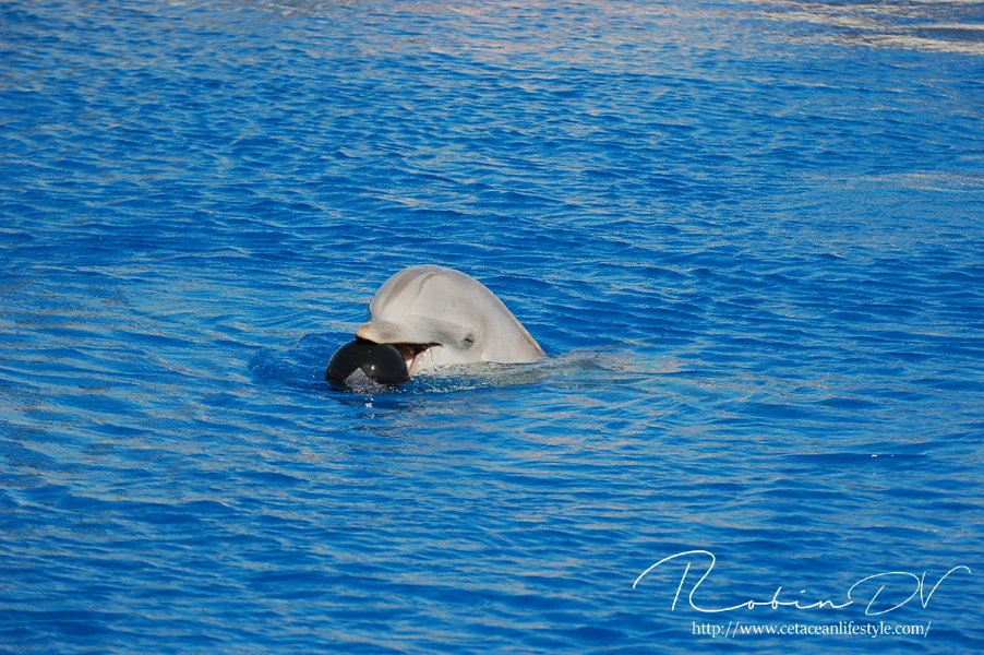 Mattie (RTLP) | Captive Cetaceans Wiki | Fandom