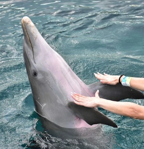 Anaeli (DD) | Captive Cetaceans Wiki | Fandom