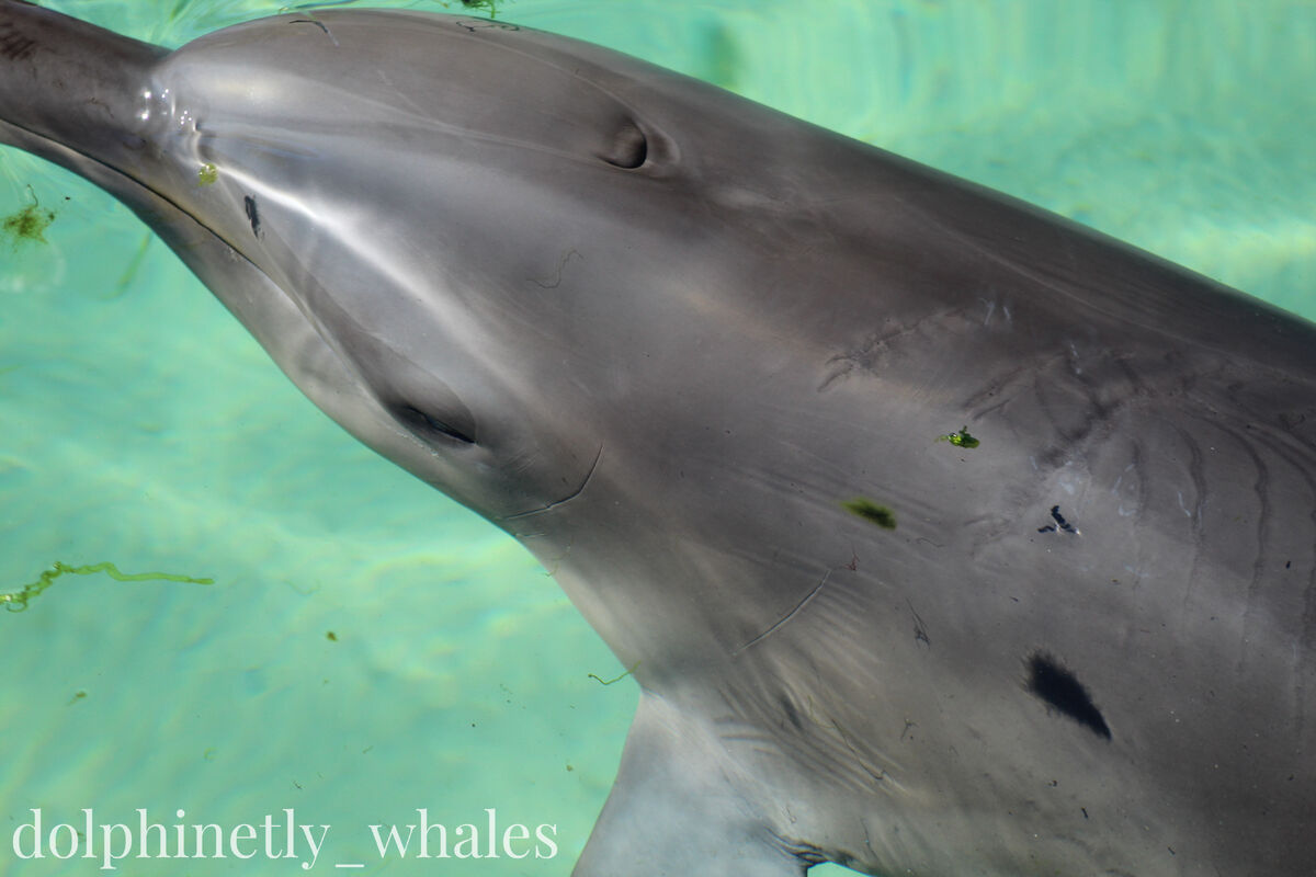 Kyra Swgc Captive Cetaceans Wiki Fandom