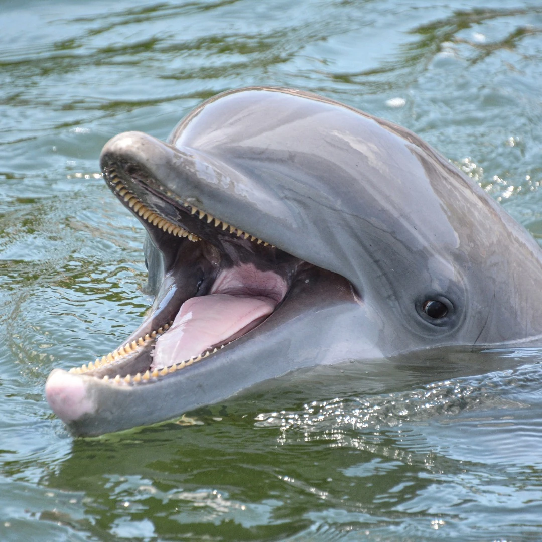 Luna (DRC) | Captive Cetaceans Wiki | Fandom