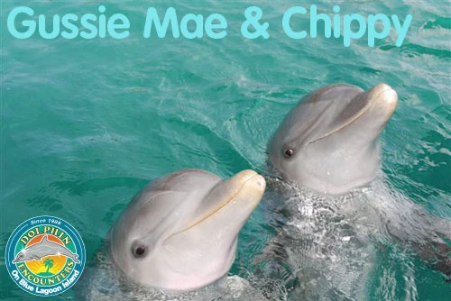 Gussie Mae (DE) | Captive Cetaceans Wiki | Fandom