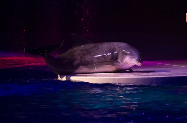 Luna (KWZ) | Captive Cetaceans Wiki | Fandom