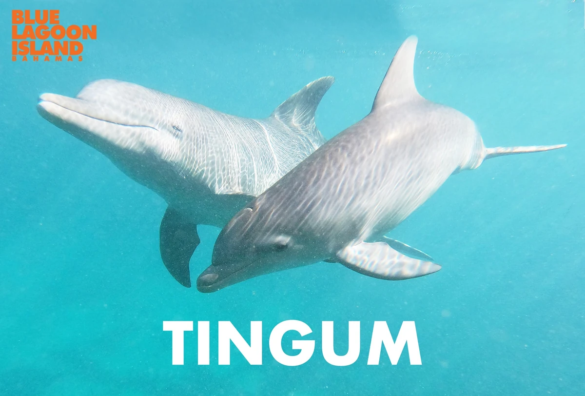 Tingum (DE) | Captive Cetaceans Wiki | Fandom