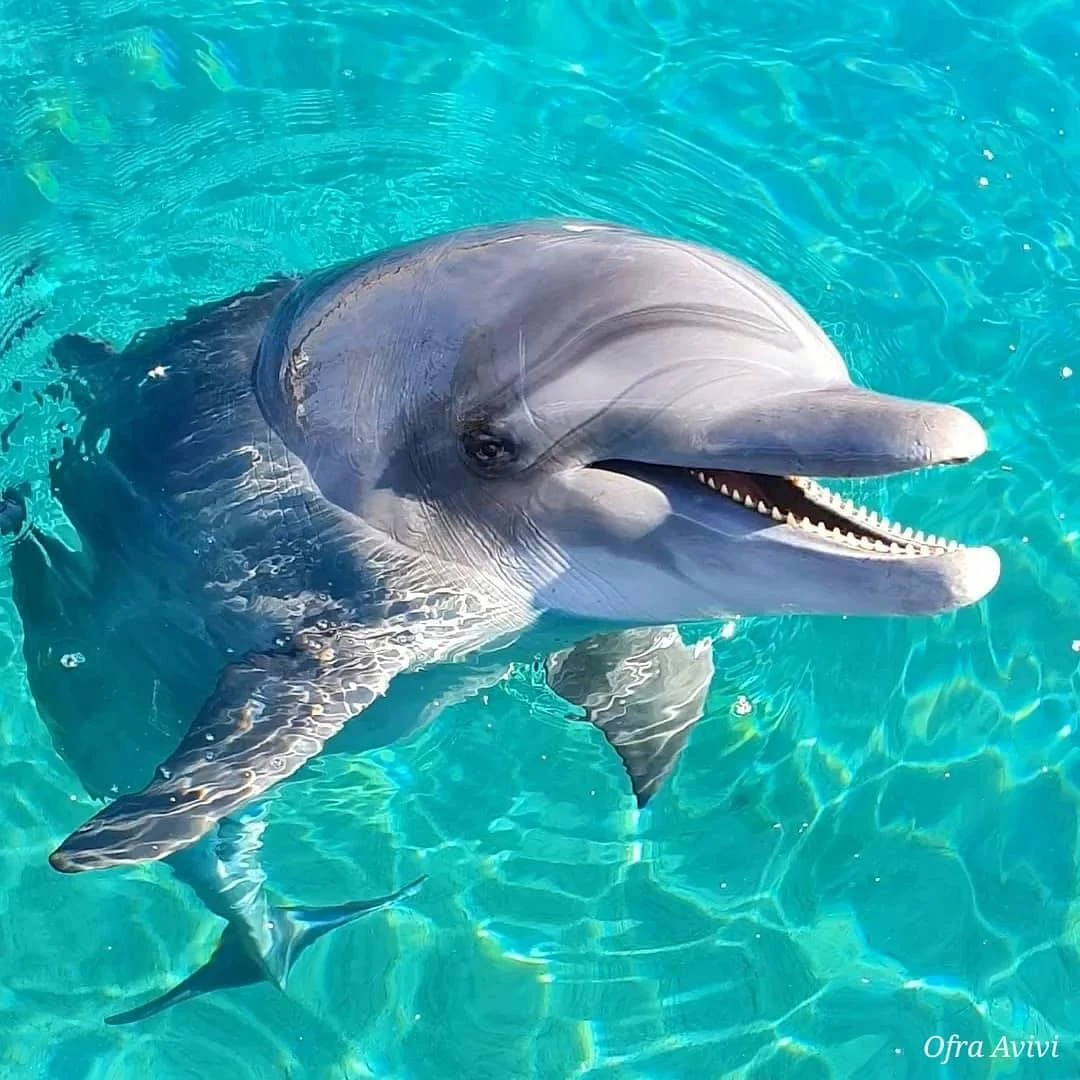 Luna (DRE) | Captive Cetaceans Wiki | Fandom