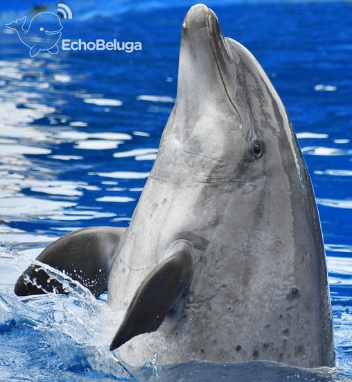 Sandy III (SWC) | Captive Cetaceans Wiki | Fandom Sandy III (SWC) | Captive Cetaceans Wiki | Fandom