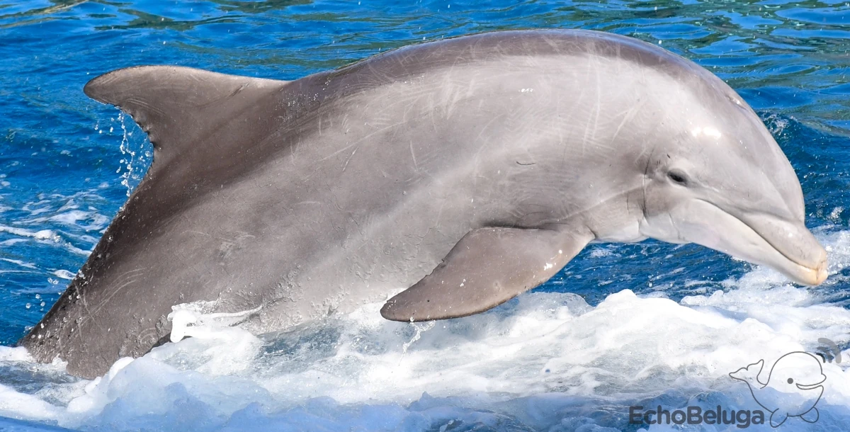 Tyler (SWF) | Captive Cetaceans Wiki | Fandom