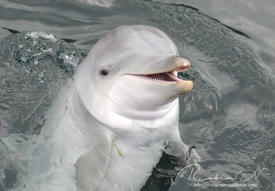 Luna (MLCA) | Captive Cetaceans Wiki | Fandom