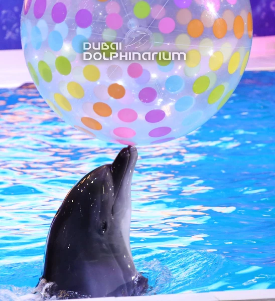 Elvis (DDM) | Captive Cetaceans Wiki | Fandom