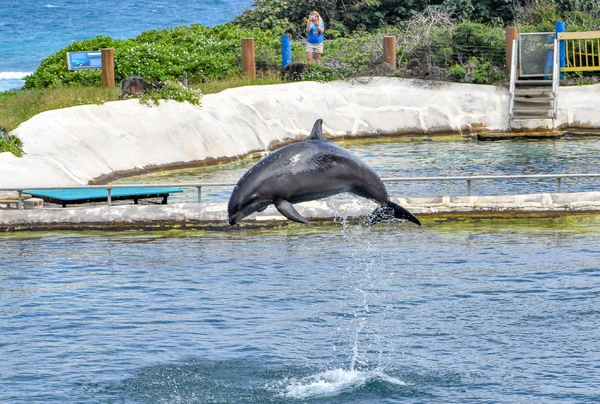 Kawili Kai (SLPH) | Captive Cetaceans Wiki | Fandom