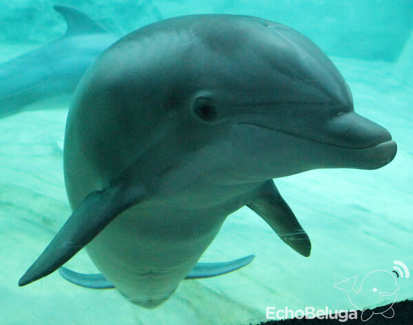 Luna Ga Captive Cetaceans Wiki Fandom