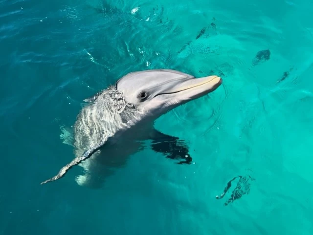 Nola (CWOP) | Captive Cetaceans Wiki | Fandom