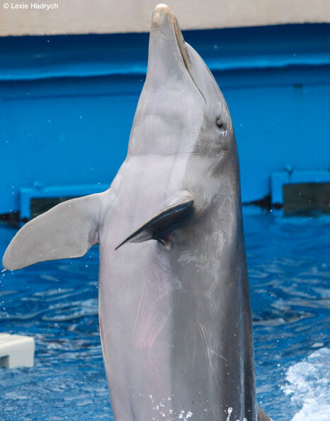 Chopper Gmap Captive Cetaceans Wiki Fandom