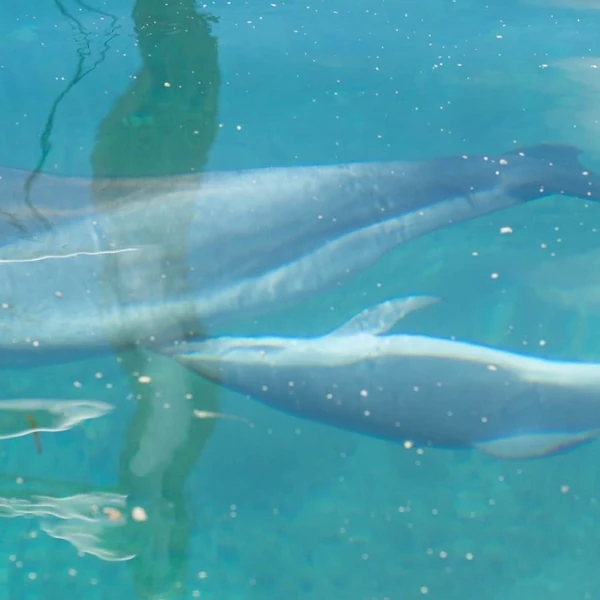 Anisu (RRO) | Captive Cetaceans Wiki | Fandom