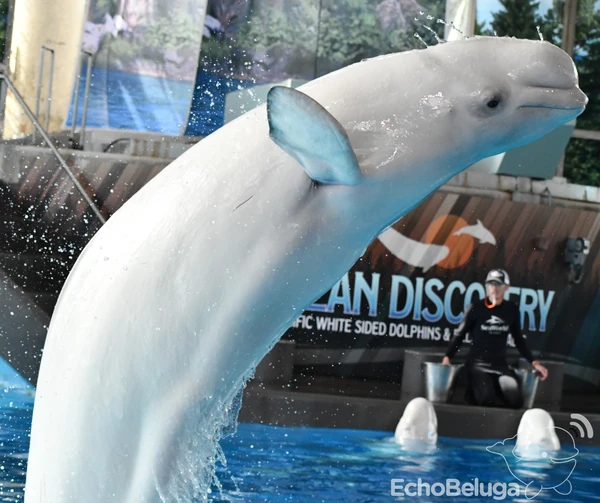 Atla (SWT) | Captive Cetaceans Wiki | Fandom