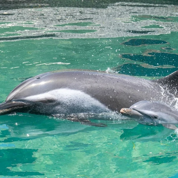 Anisu (RRO) | Captive Cetaceans Wiki | Fandom