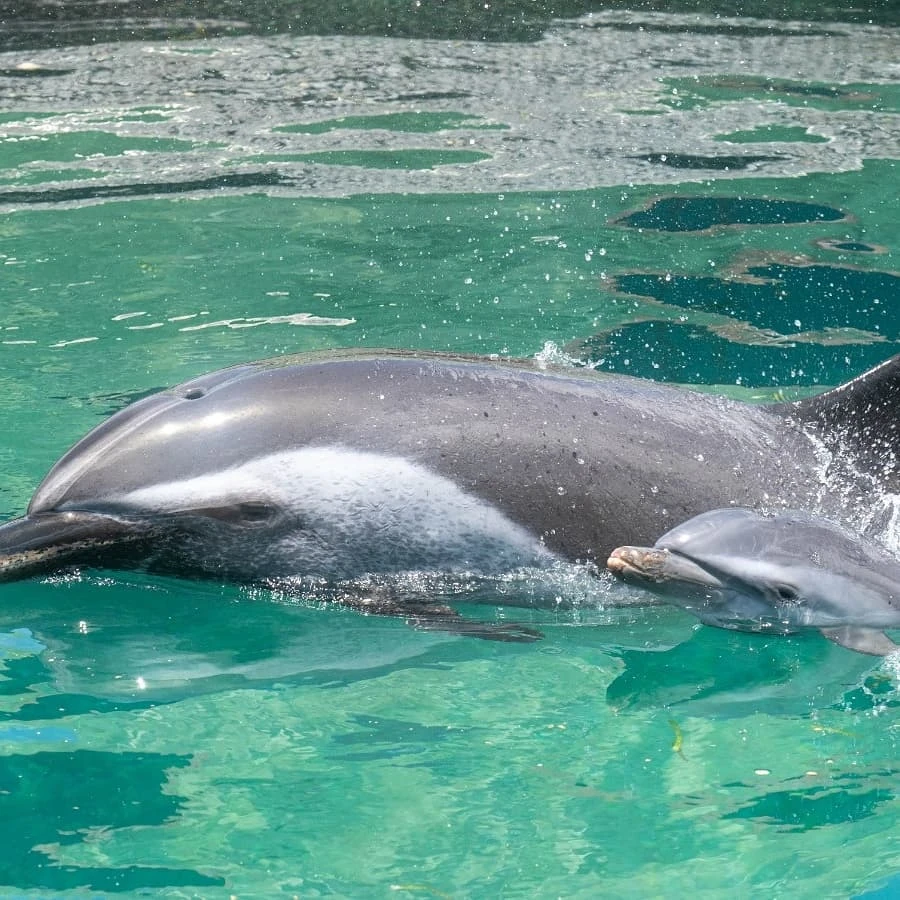 Hisoppu (RRO) | Captive Cetaceans Wiki | Fandom