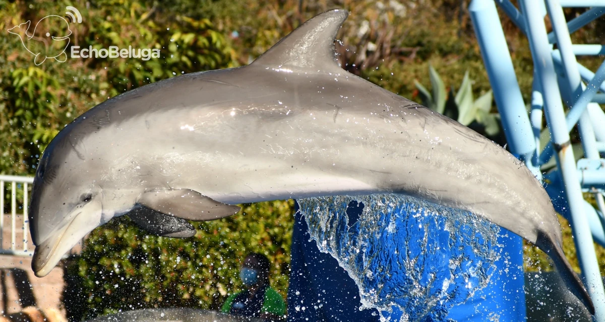 Blue (SWAD) | Captive Cetaceans Wiki | Fandom