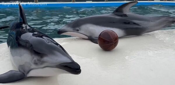 Hayate Twm Captive Cetaceans Wiki Fandom