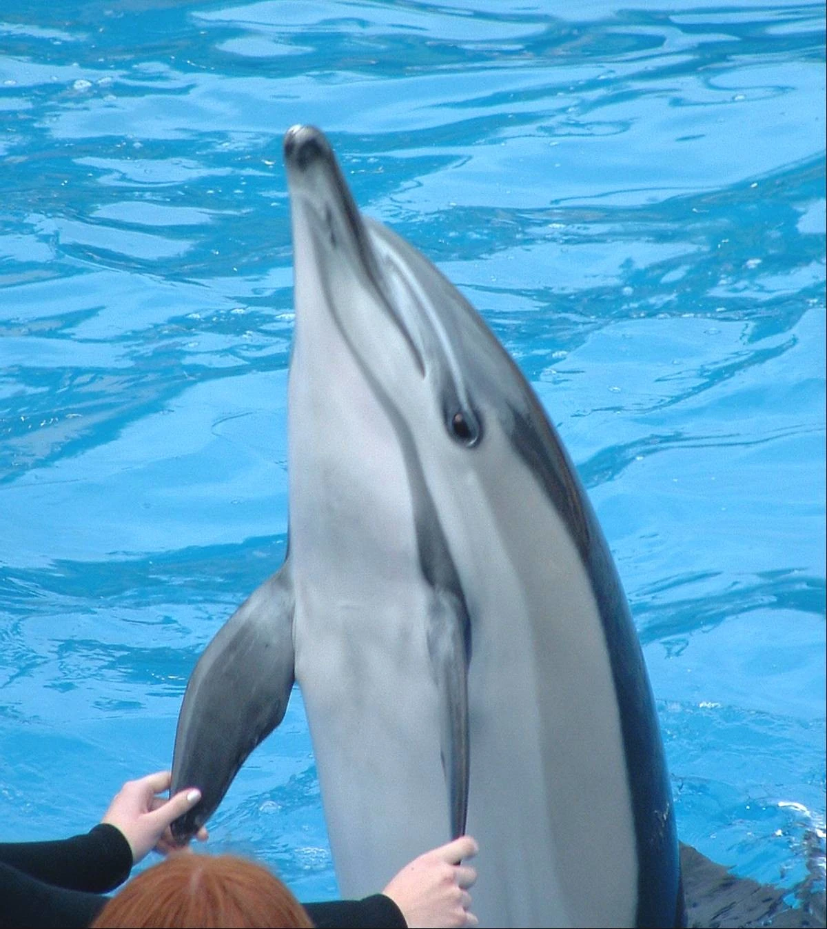 Buster (SWC) | Captive Cetaceans Wiki | Fandom