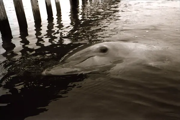 Dolly (FLL) | Captive Cetaceans Wiki | Fandom