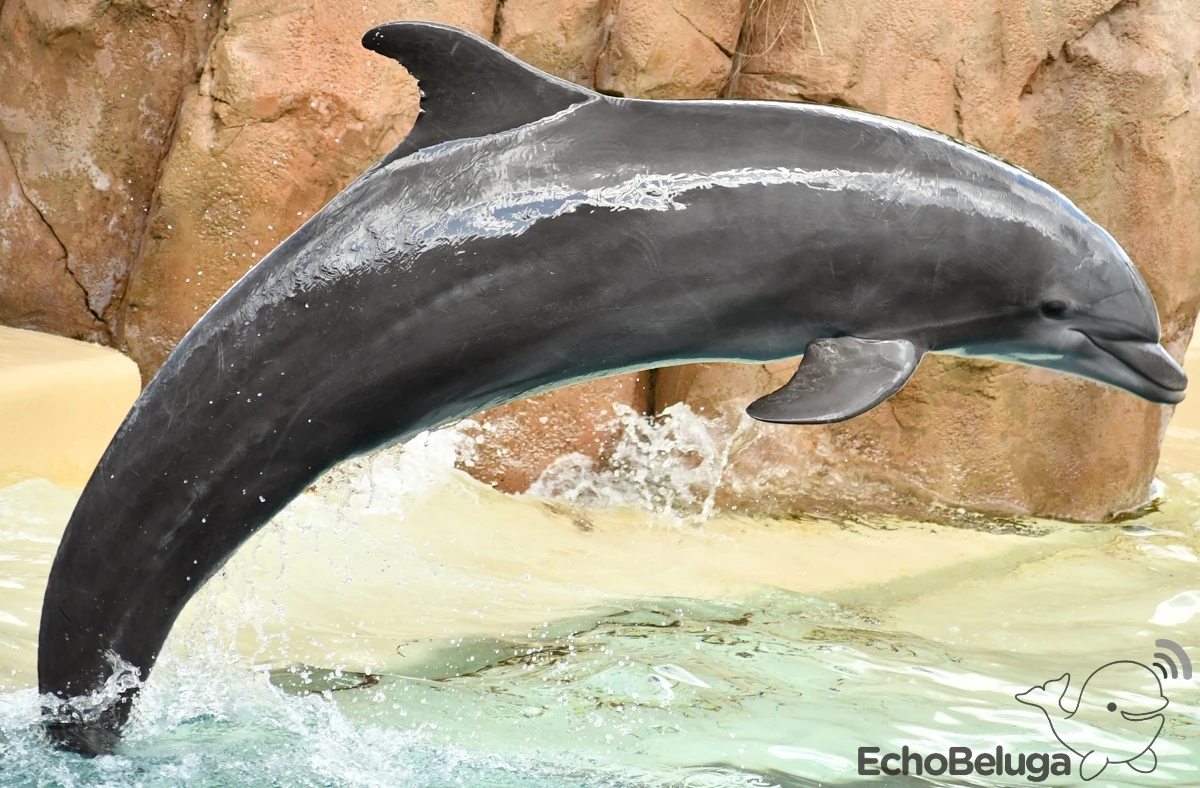 Marble (SWF) | Captive Cetaceans Wiki | Fandom