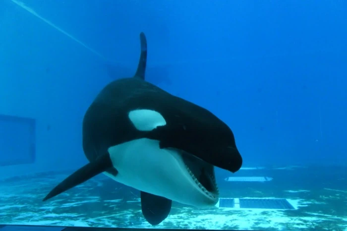 Nukka (CLSS) | Captive Cetaceans Wiki | Fandom