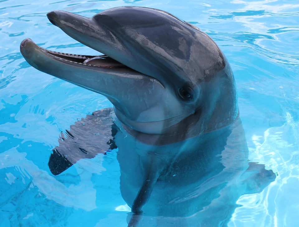 Turner (OAMP) | Captive Cetaceans Wiki | Fandom