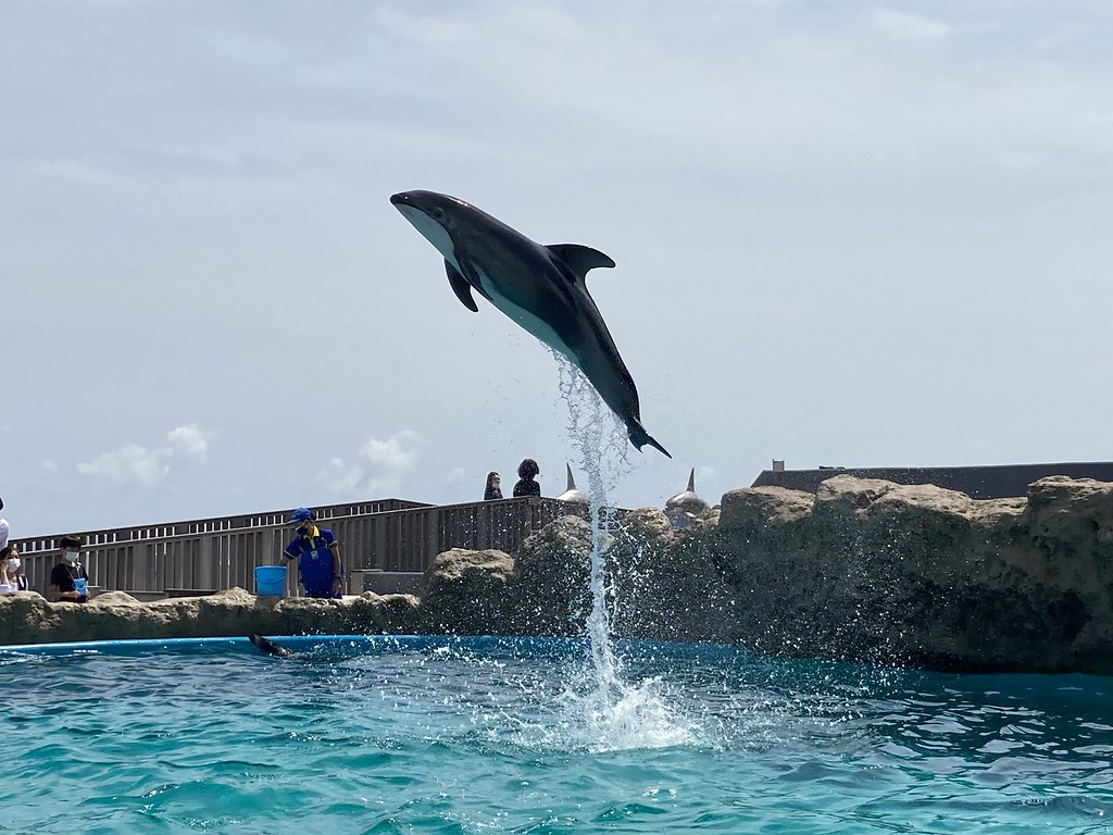 Kirara Ksw Captive Cetaceans Wiki Fandom