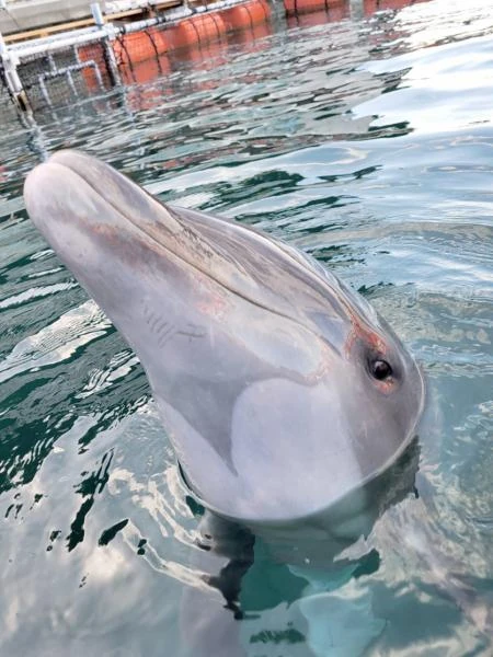Meme (AMP) | Captive Cetaceans Wiki | Fandom