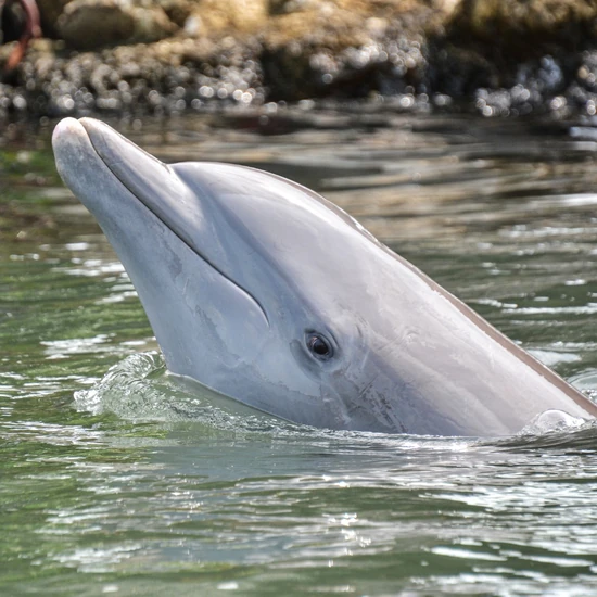 Windley (DRC) | Captive Cetaceans Wiki | Fandom