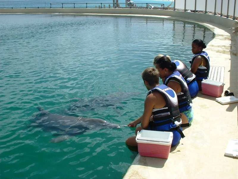 Dolphin Fantaseas Anguilla | Captive Cetaceans Wiki | Fandom