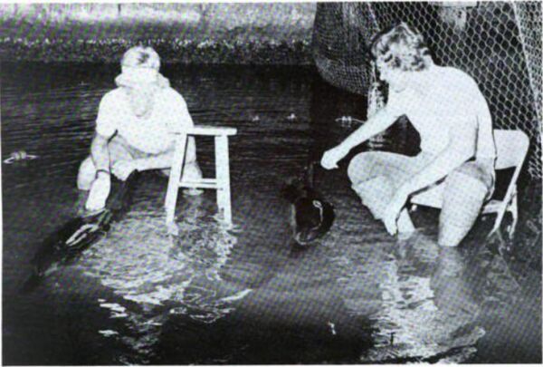 Karen Swf Captive Cetaceans Wiki Fandom