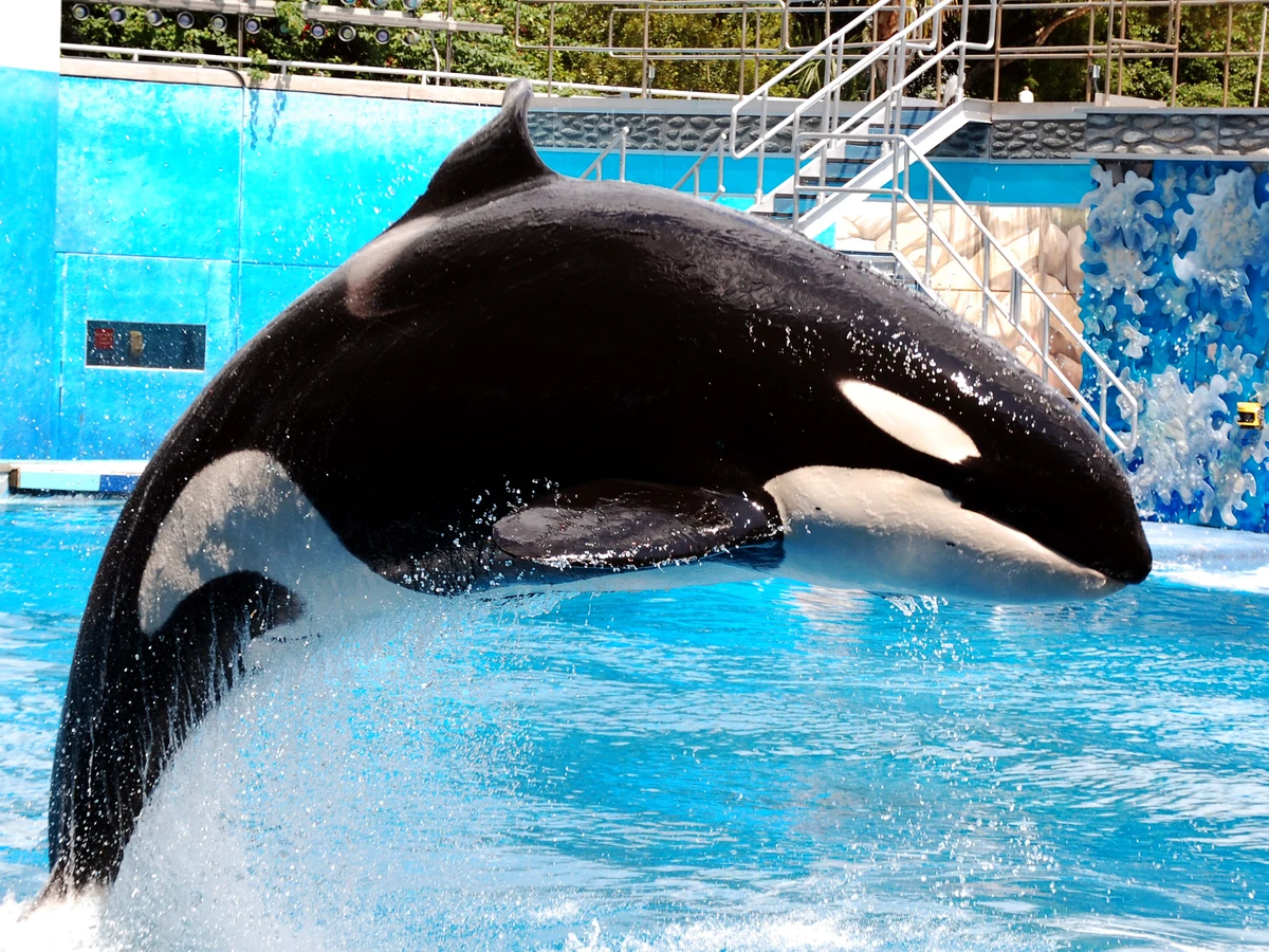 Kalina (SWF) | Captive Cetaceans Wiki | Fandom