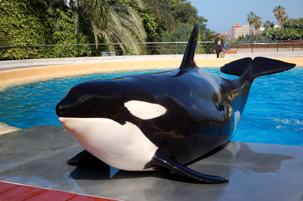 Morgan Lp Captive Cetaceans Wiki Fandom