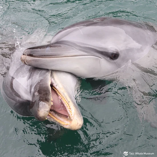 Atlas (TWM) | Captive Cetaceans Wiki | Fandom