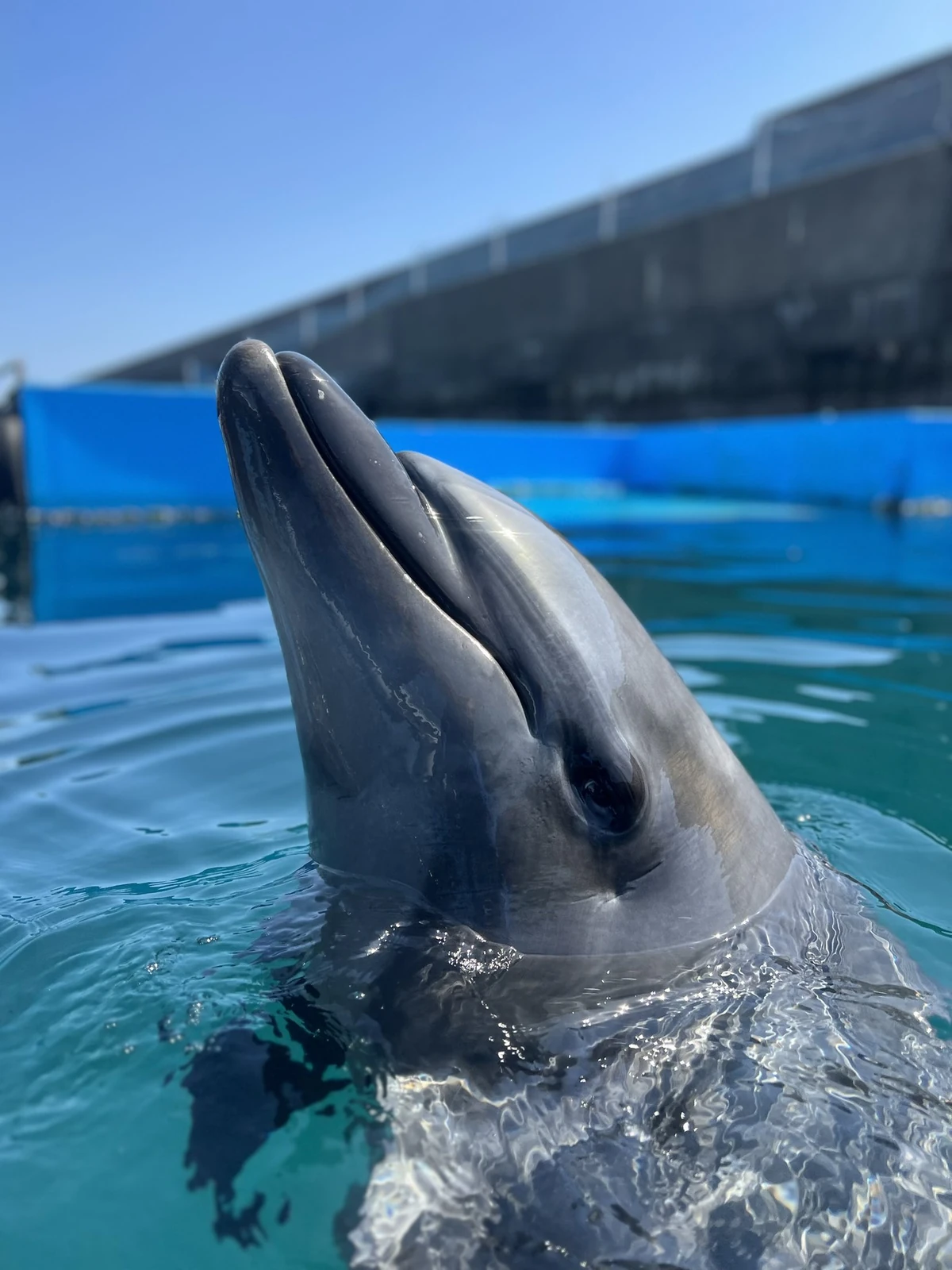 Toshi (NDD) | Captive Cetaceans Wiki | Fandom