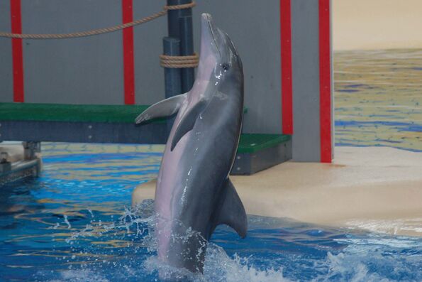 Nea Brz Captive Cetaceans Wiki Fandom