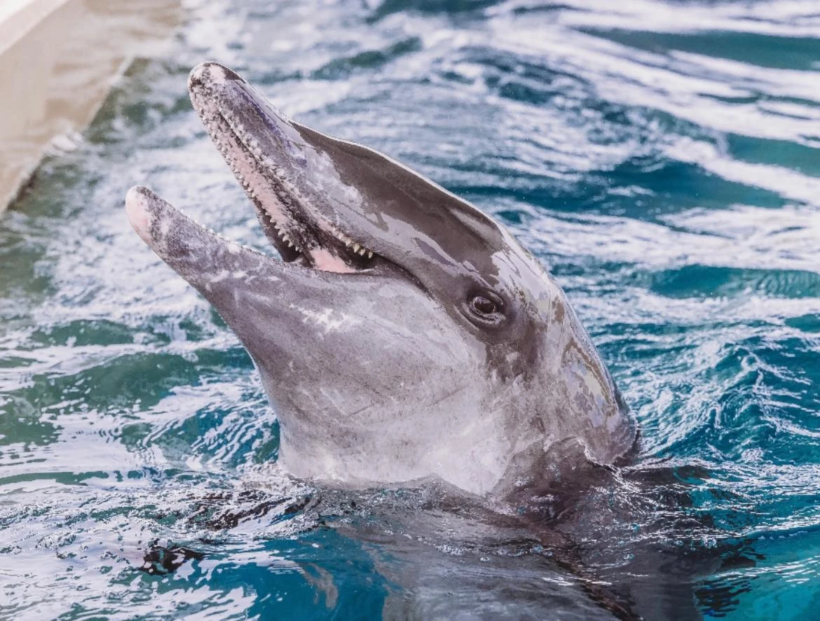 Rex (CMA) | Captive Cetaceans Wiki | Fandom