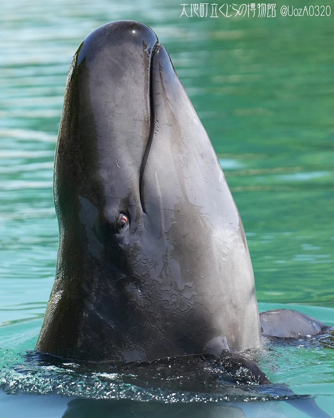 Keith (TWM) | Captive Cetaceans Wiki | Fandom