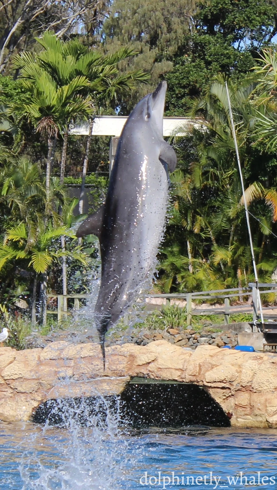 Stella (SWGC) | Captive Cetaceans Wiki | Fandom