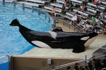 Trua (SWF) | Captive Cetaceans Wiki | Fandom